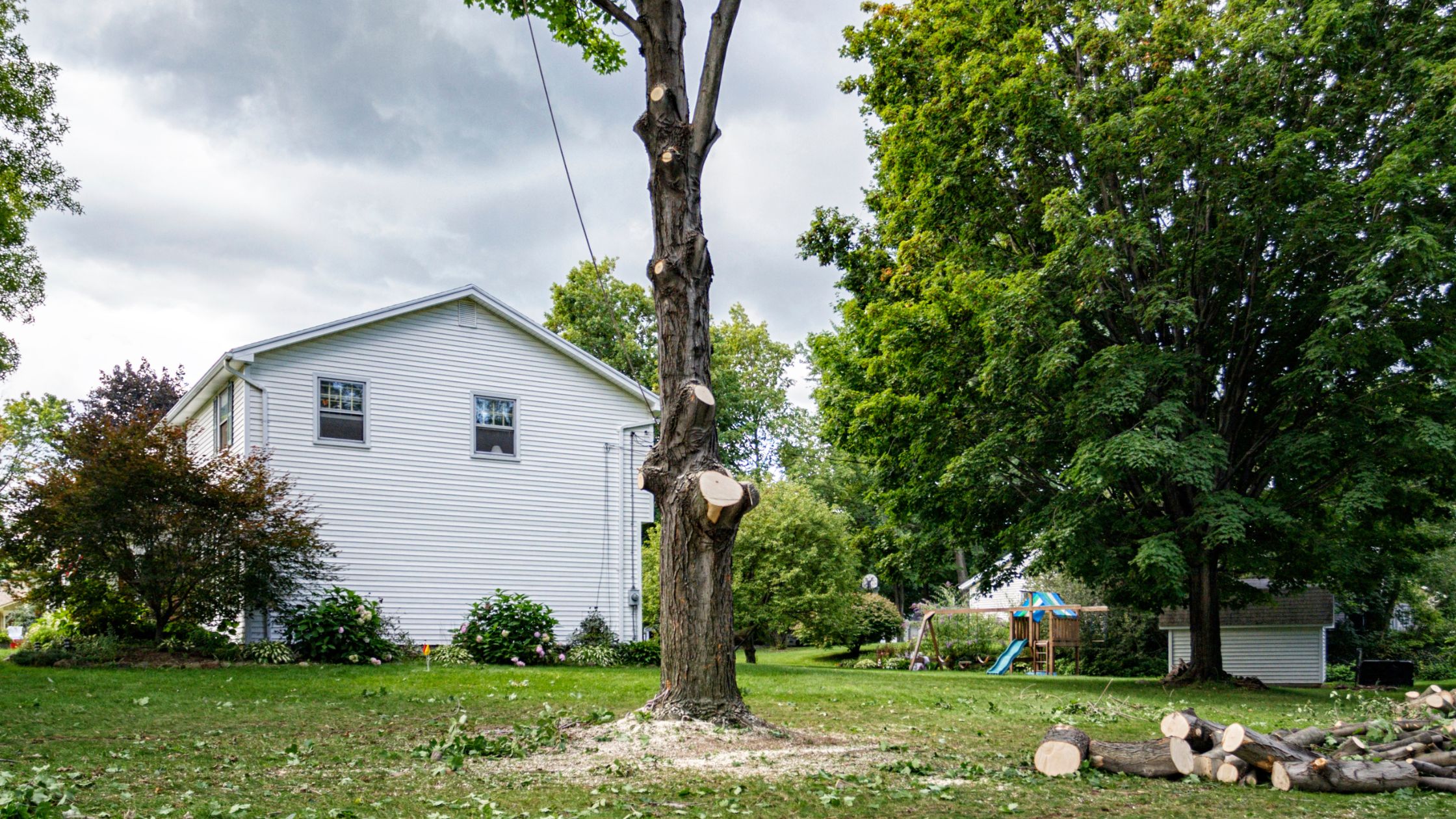 How Tree Removal Can Keep Your Family and Home Safe