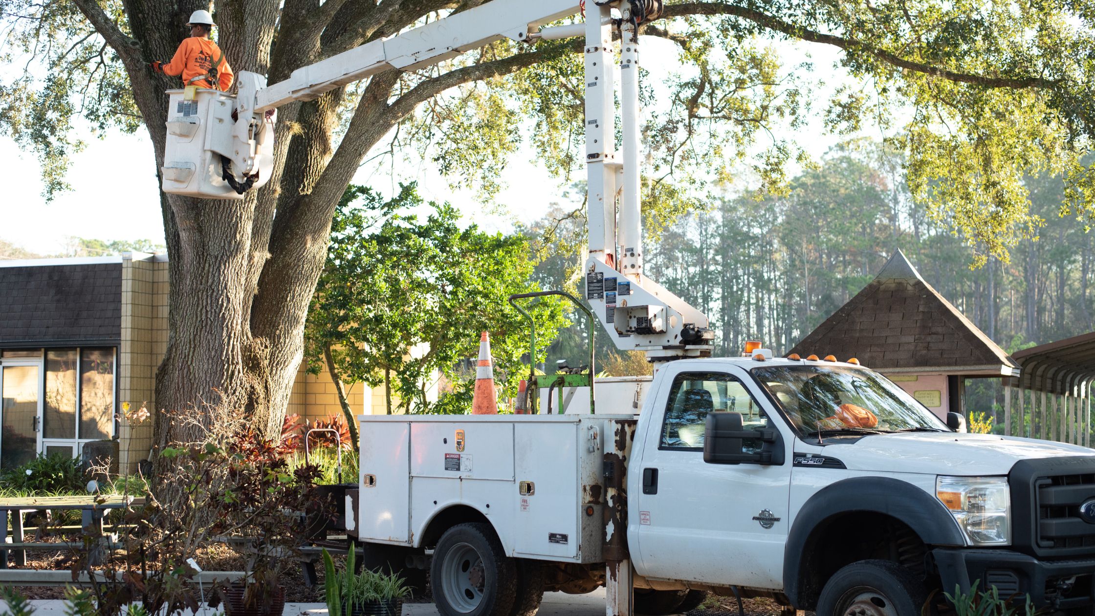The Importance Of Trusting A Local Certified Arborist To Remove Trees ...