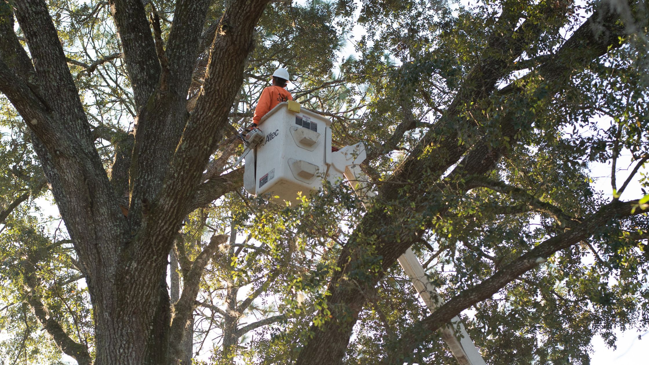 Should I Work with a Certified Arborist on Tree Maintenance and Trimming?