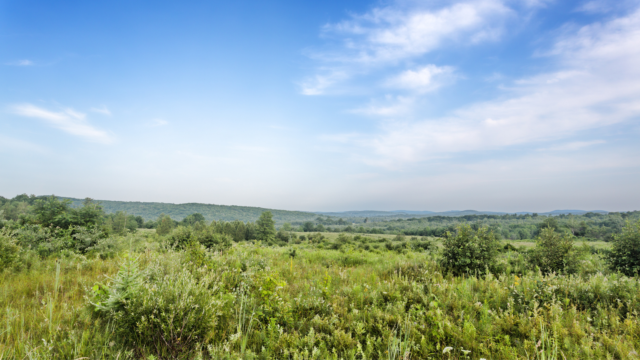 What are the Advantages of Clearing Overgrown Land?