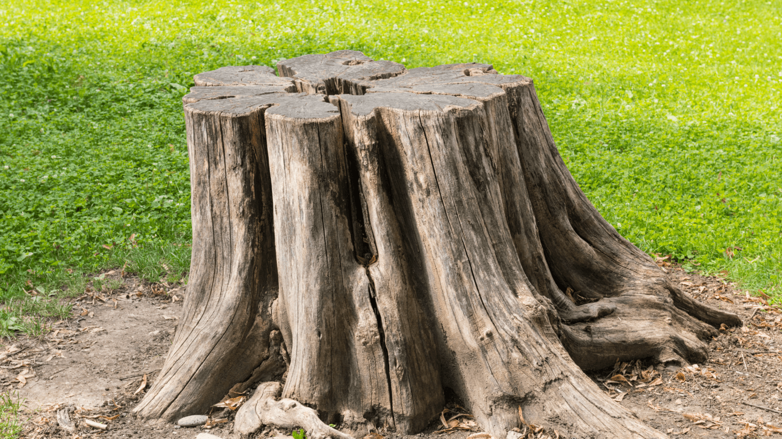 Why Should I Grind Up the Stump After My Tree Has Been Cut Down?