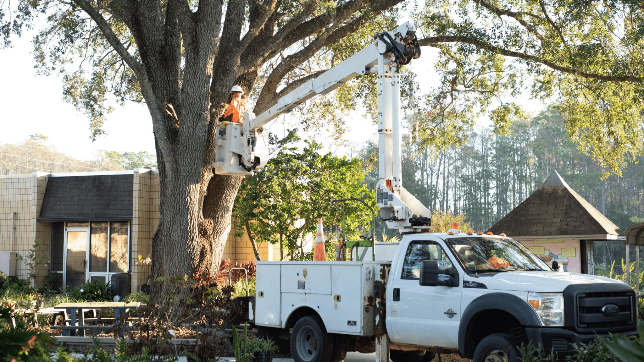 How to Avoid the Potential Hazards of Tree Trimming and Removal