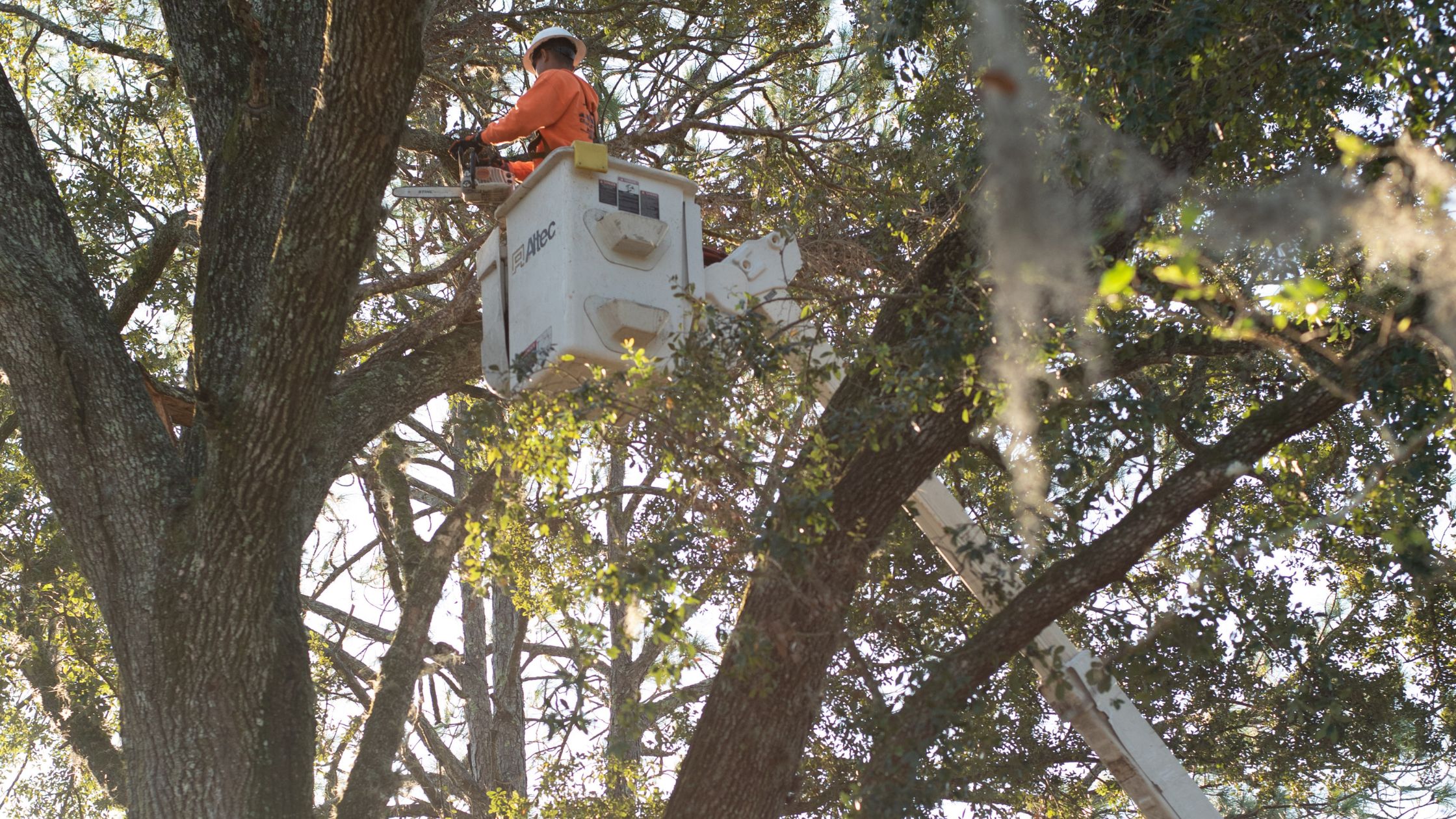 Why Your Tree Is Leaning and What You Should Do About It - CFB Outdoors ...